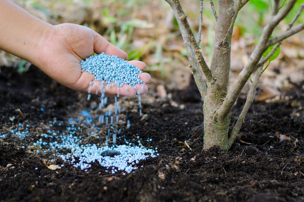 When Should I Fertilize?– Faulkners Nursery
